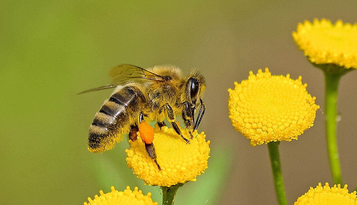 Bijensteek: dit zijn de dingen die je kunt doen als je kind gestoken is